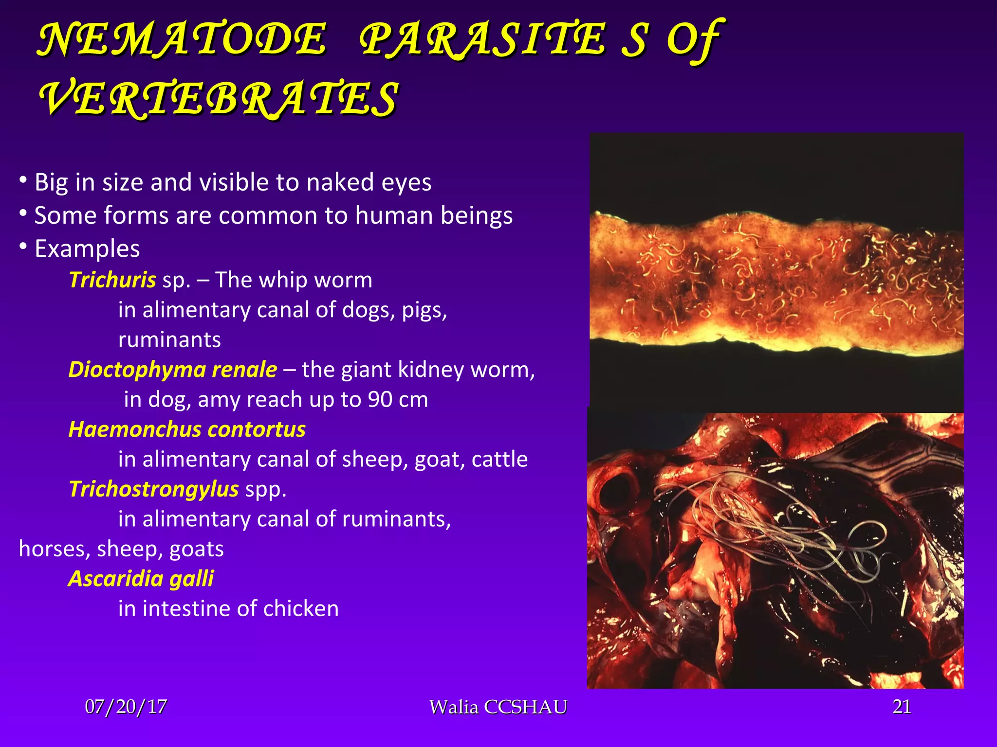 Nematology complete lectures | PPS