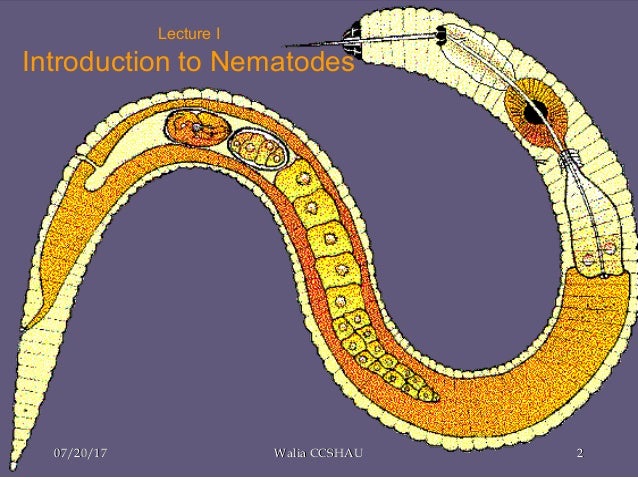 Nematology complete lectures