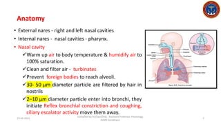 lecture 1/2023 -Respiratory Physiology - Introduction of respiratory ...