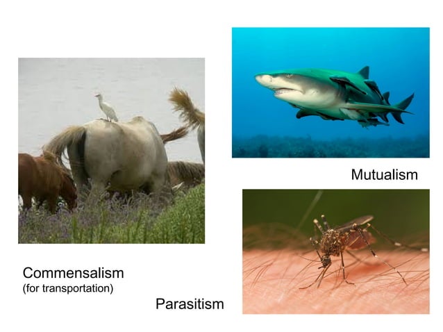 Lecture 1 introduction & populations | PPT