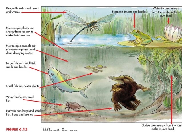 Lecture 1 introduction & populations | PPT