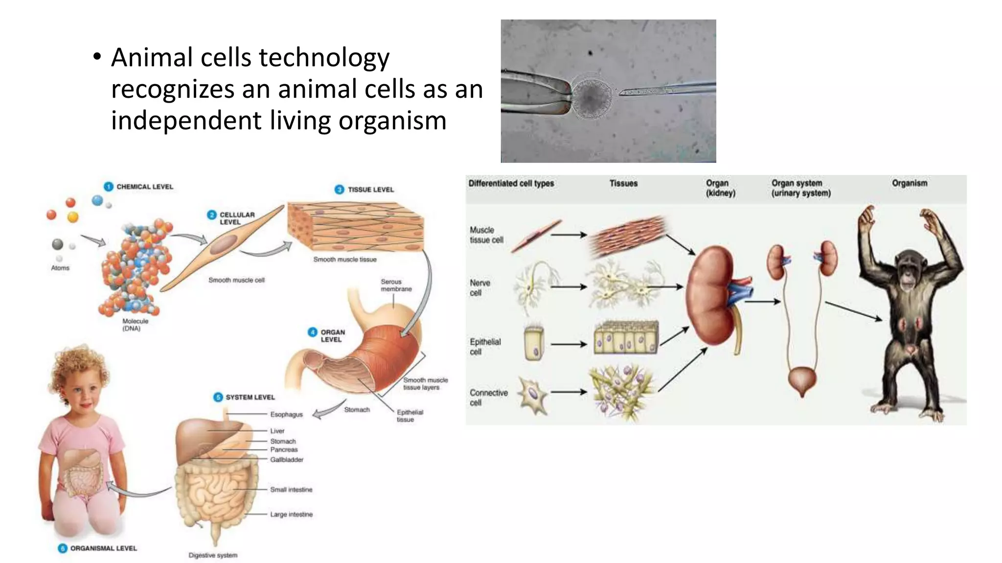 Lecture 1 Introduction to animal cell technology | PPT
