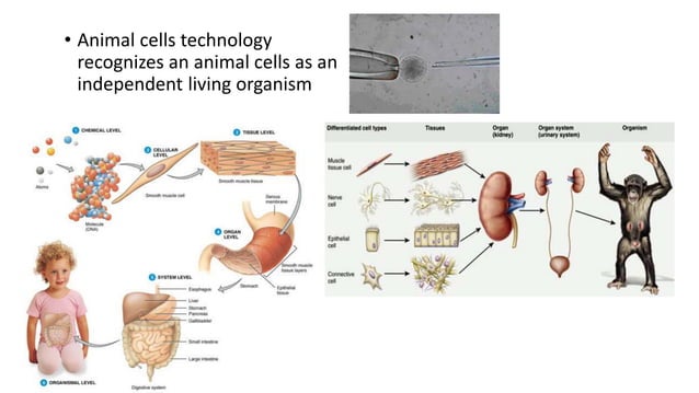 Lecture 1 Introduction to animal cell technology | PPT
