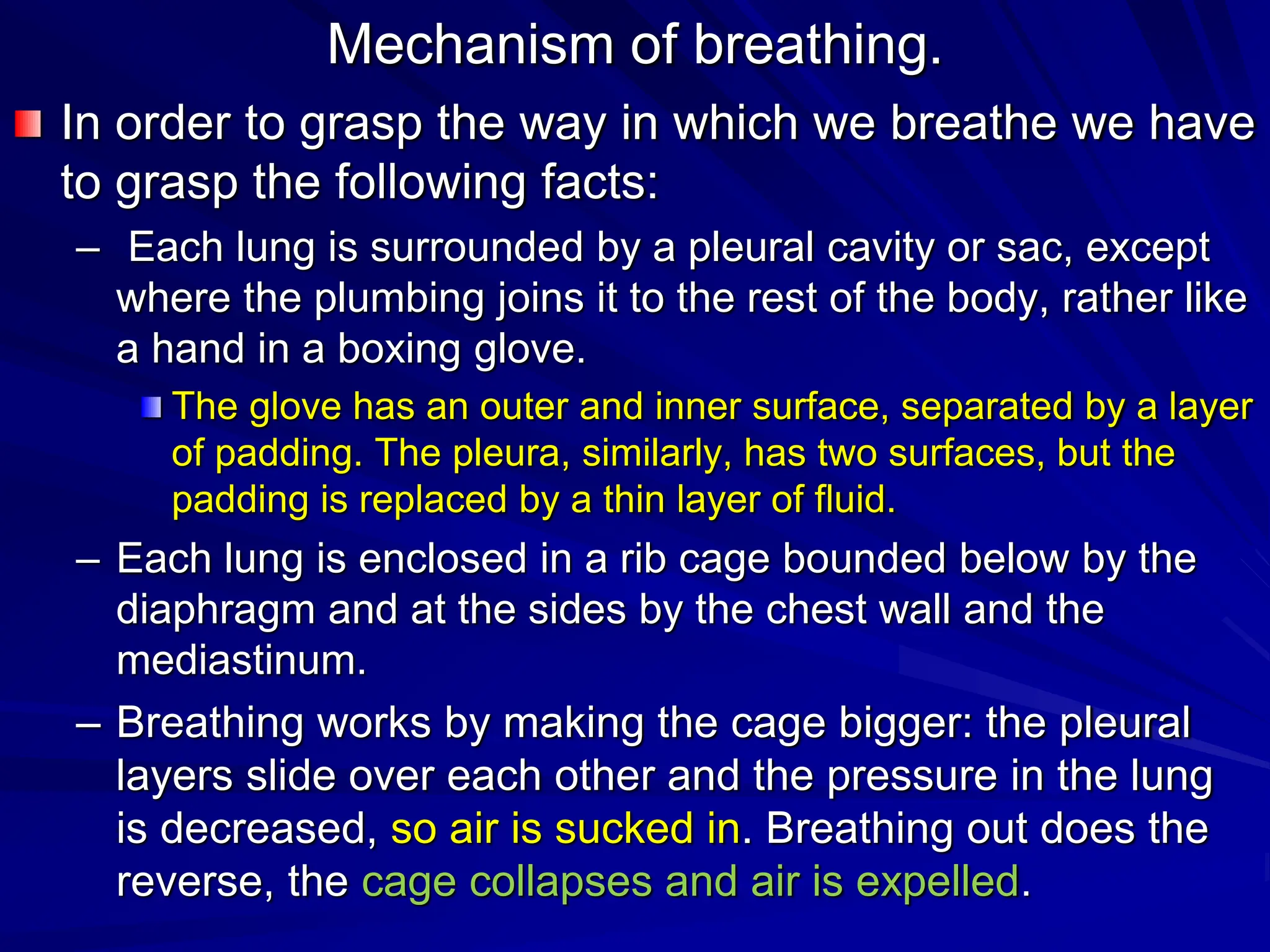 Introduction to the Respiratory system and basic anatomy and physiology ...