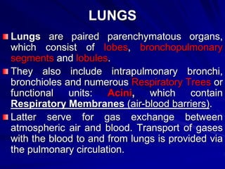 Introduction to the Respiratory system and basic anatomy and physiology ...