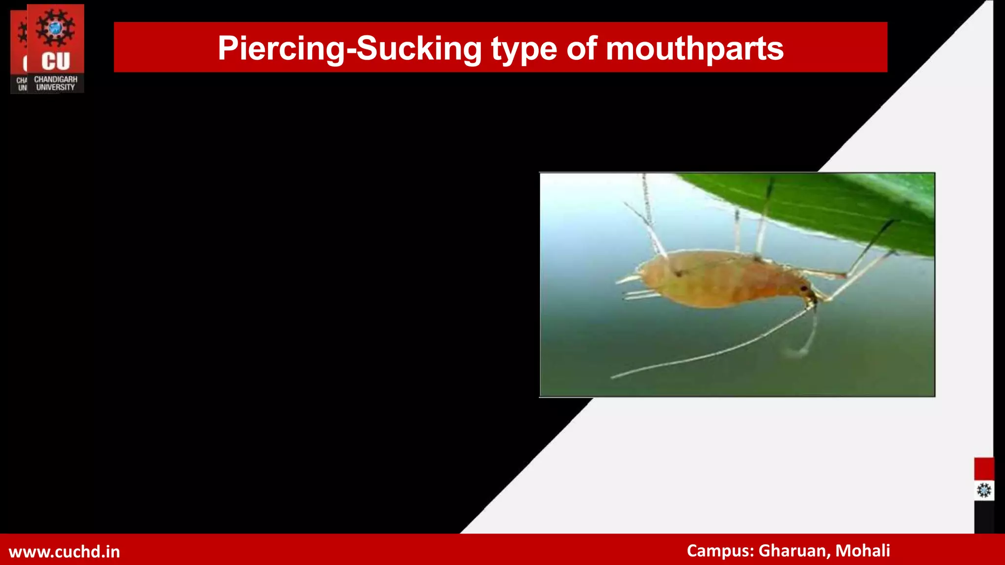 Lecture 1- Methods of detection and diagnose Damages caused by Insects.ppt
