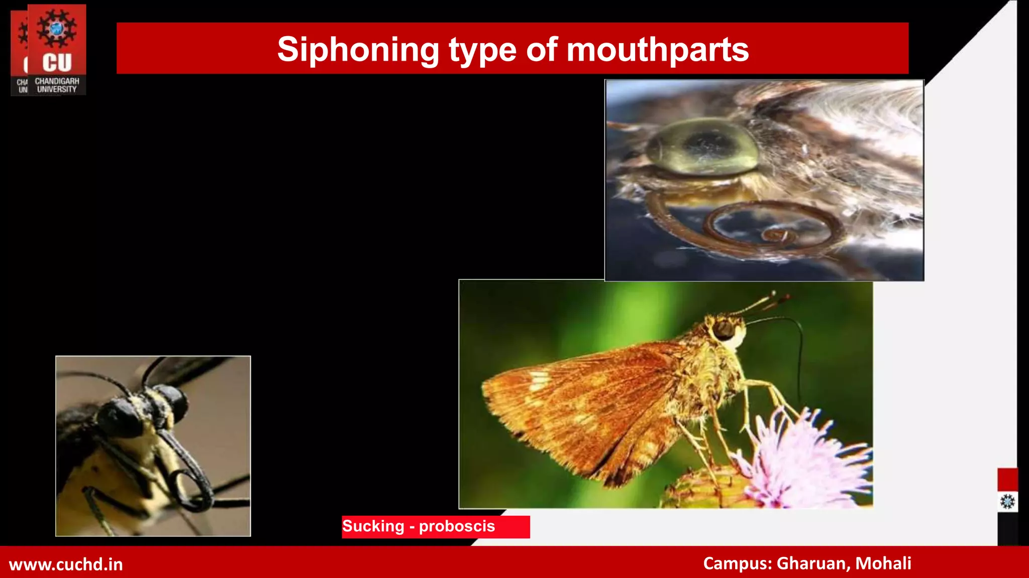 Lecture 1- Methods of detection and diagnose Damages caused by Insects.ppt