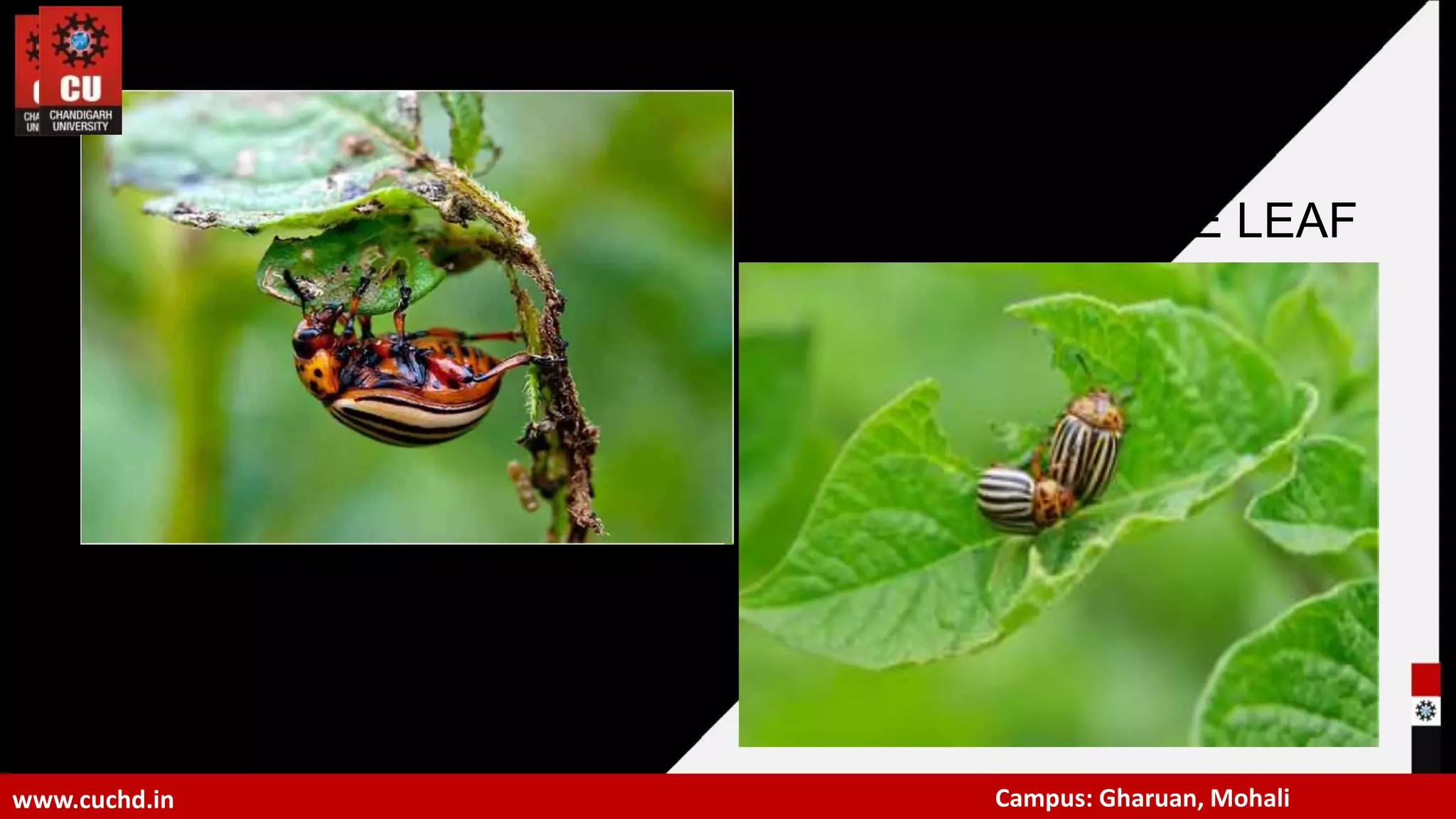 Lecture 1- Methods of detection and diagnose Damages caused by Insects.ppt