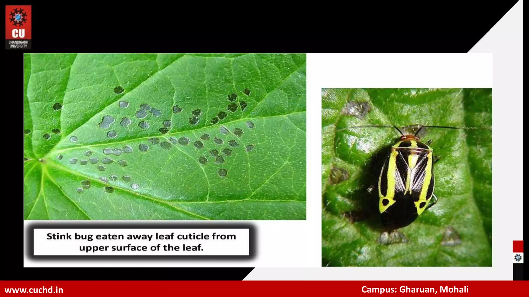 Lecture 1- Methods of detection and diagnose Damages caused by Insects.ppt