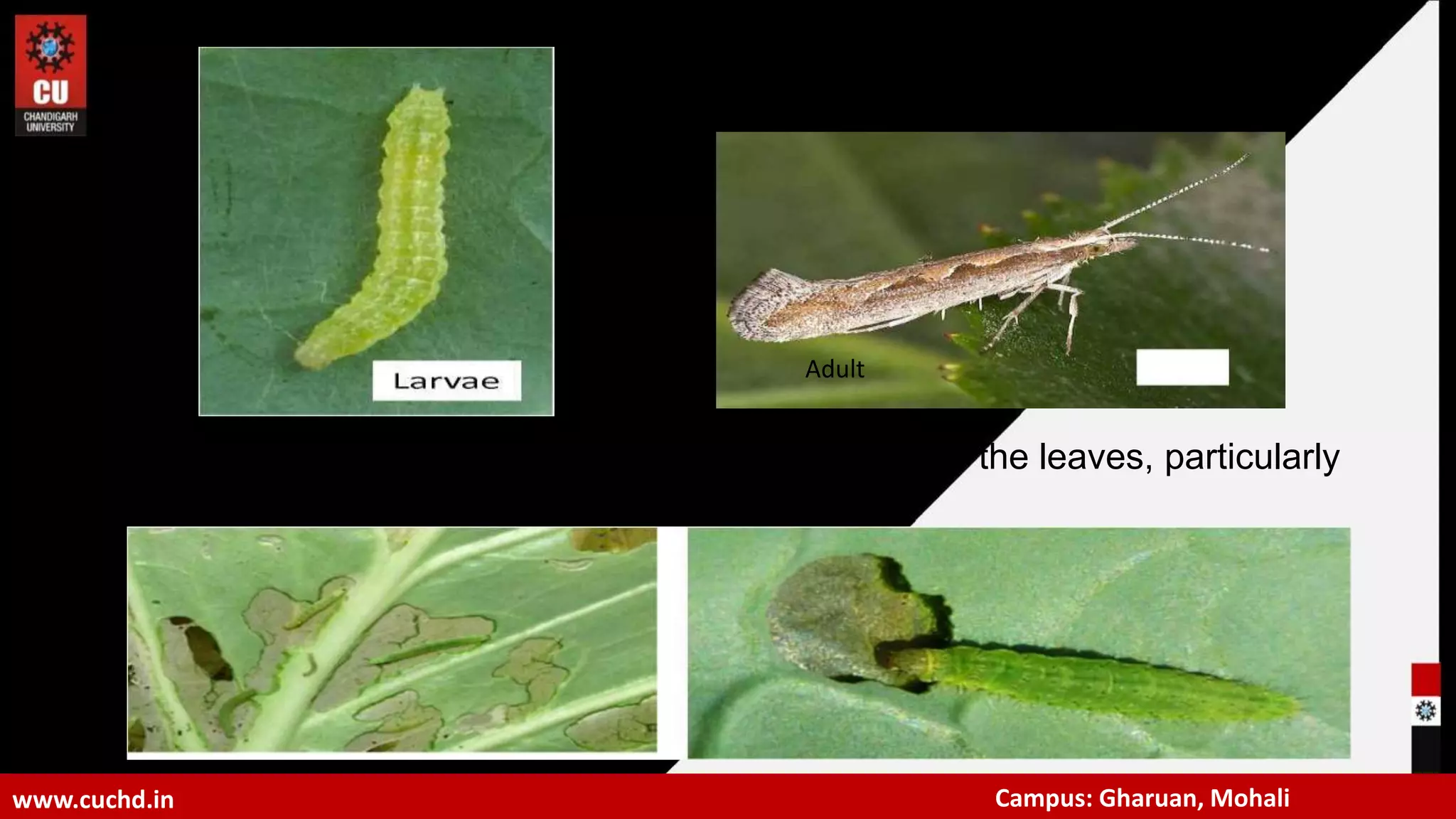 Lecture 1- Methods of detection and diagnose Damages caused by Insects.ppt