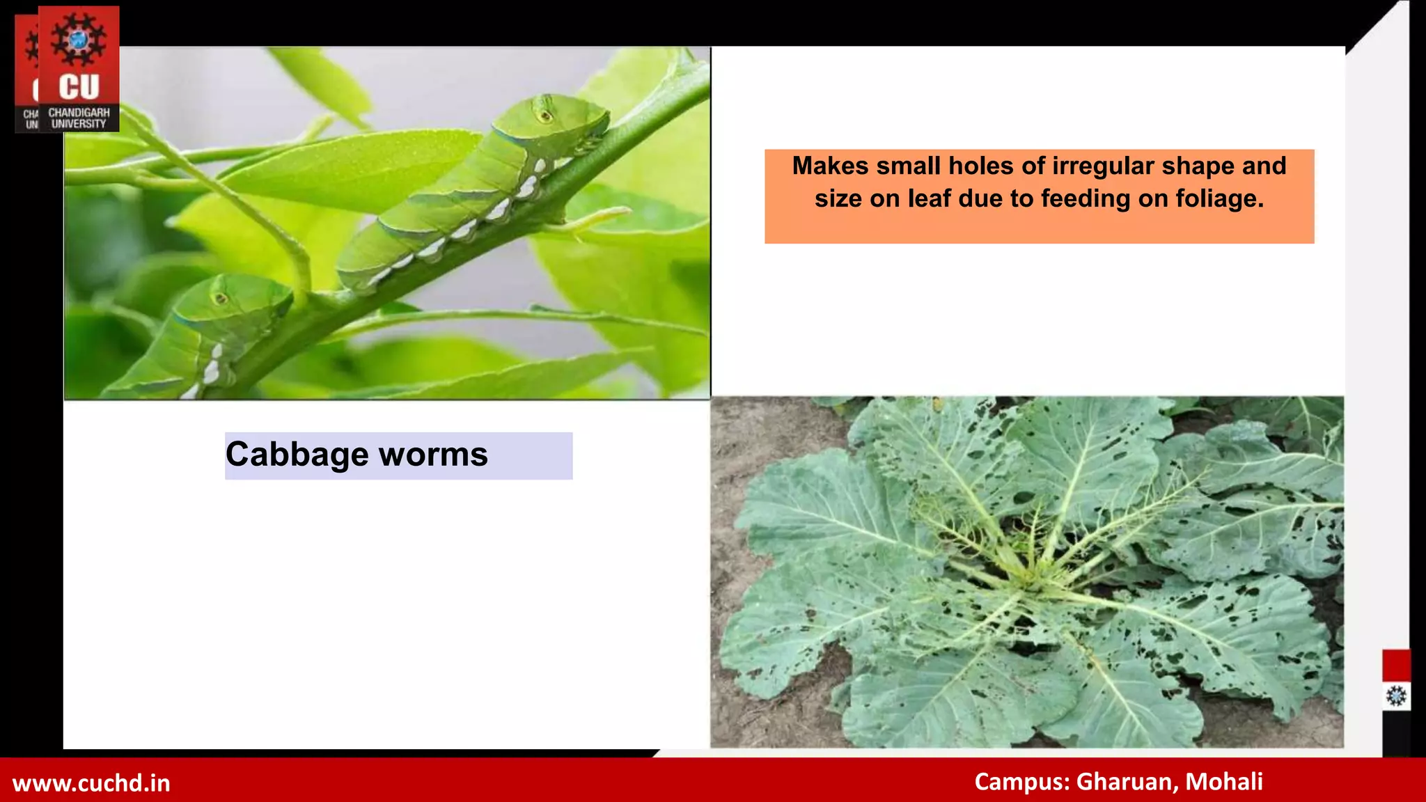 Lecture 1- Methods of detection and diagnose Damages caused by Insects.ppt