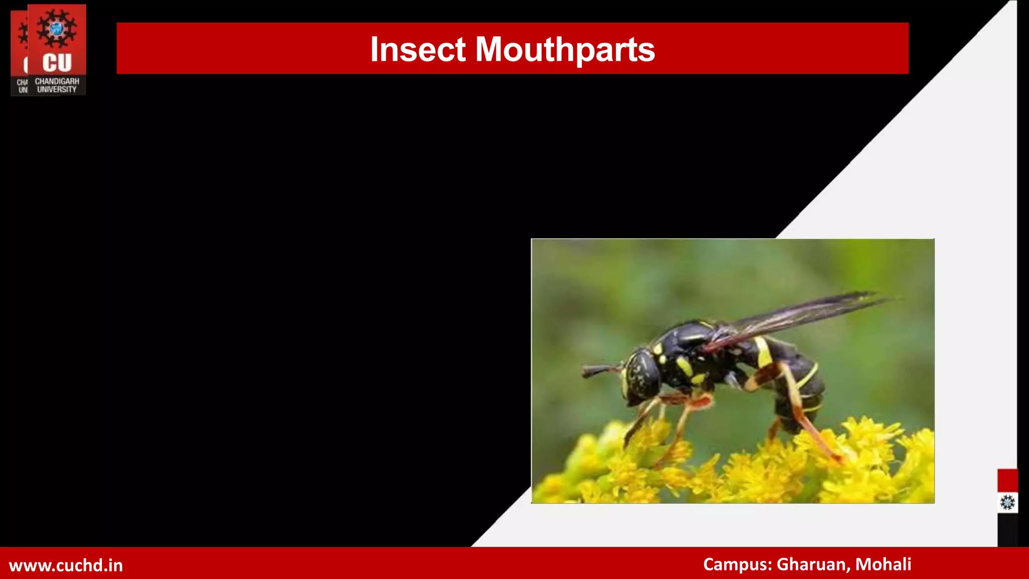 Lecture 1- Methods of detection and diagnose Damages caused by Insects.ppt