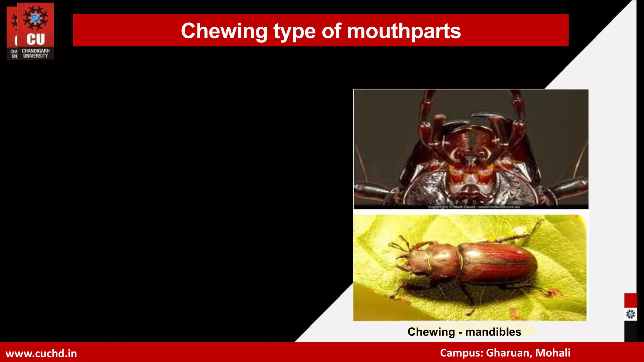 Lecture 1- Methods of detection and diagnose Damages caused by Insects.ppt