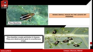 Lecture 1- Methods of detection and diagnose Damages caused by Insects.ppt