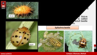 Lecture 1- Methods of detection and diagnose Damages caused by Insects.ppt