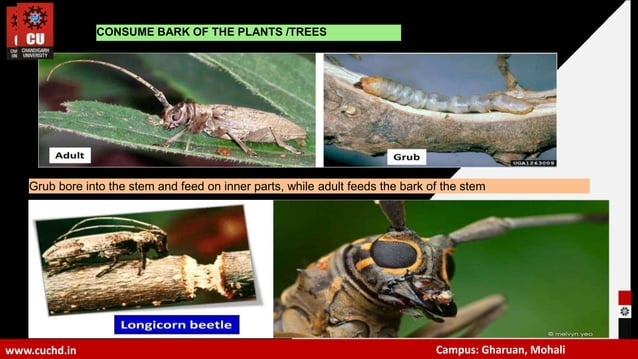 Lecture 1- Methods of detection and diagnose Damages caused by Insects.ppt