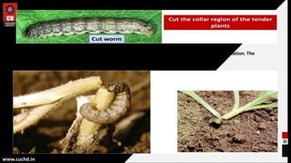 Lecture 1- Methods of detection and diagnose Damages caused by Insects.ppt