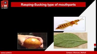 Lecture 1- Methods of detection and diagnose Damages caused by Insects.ppt