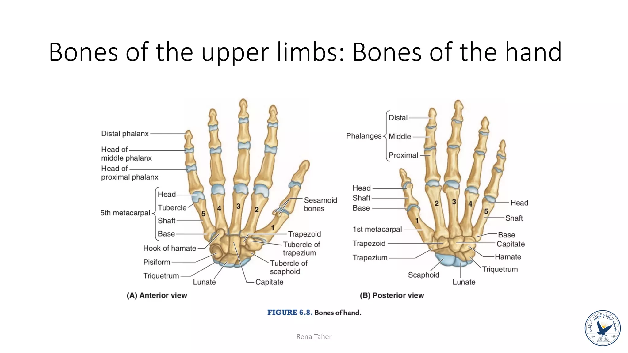 Lecture 1-Modified.pdf