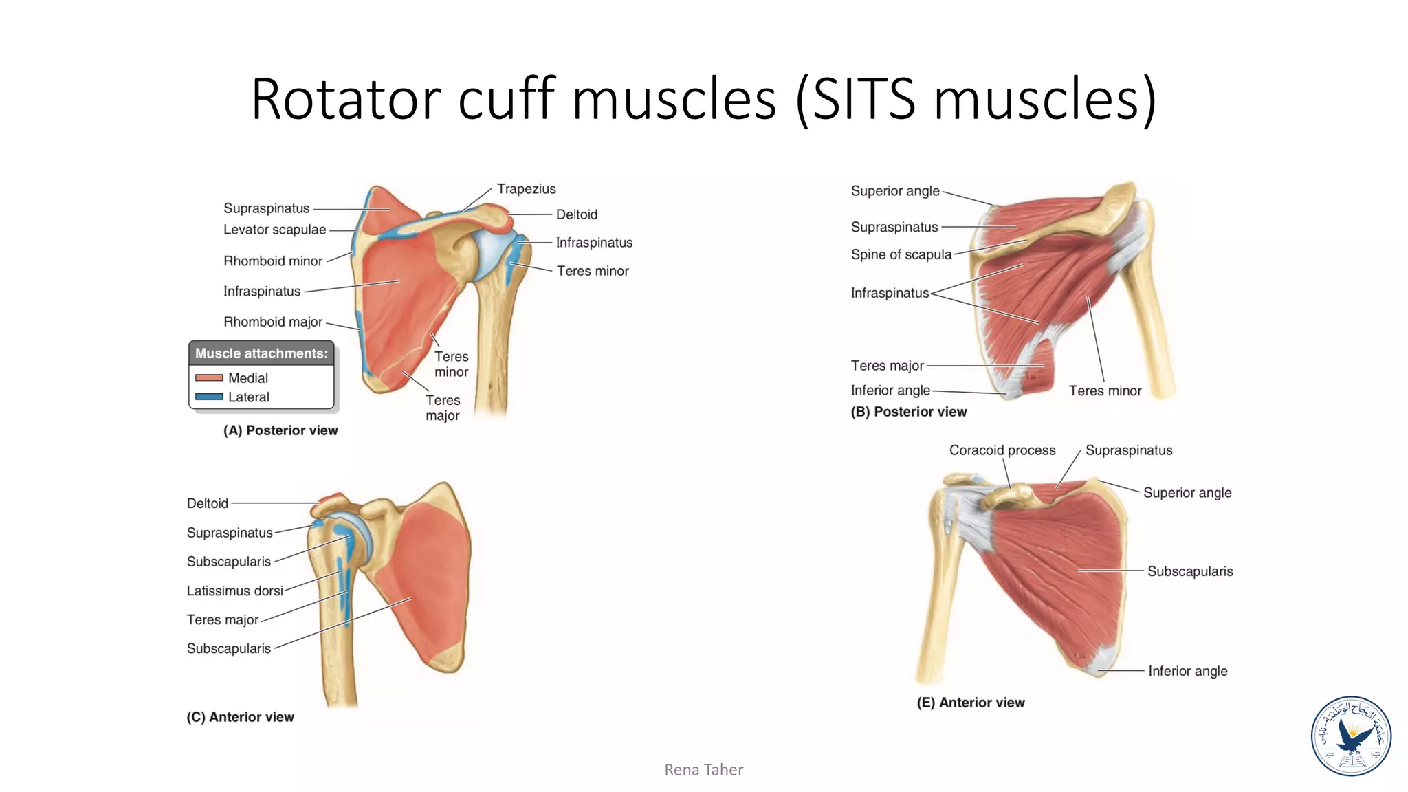 Lecture 1-Modified.pdf