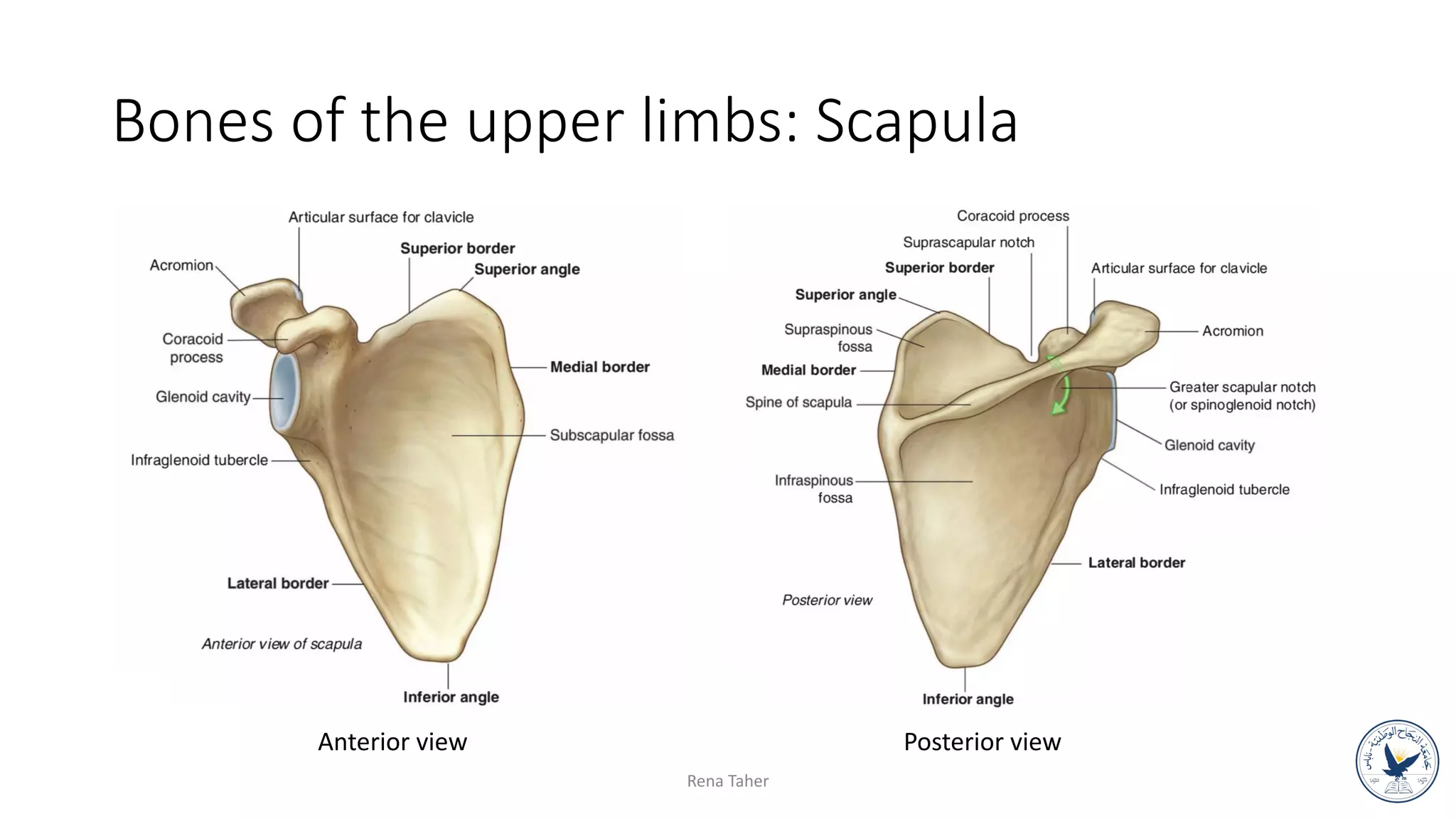 Lecture 1-Modified.pdf