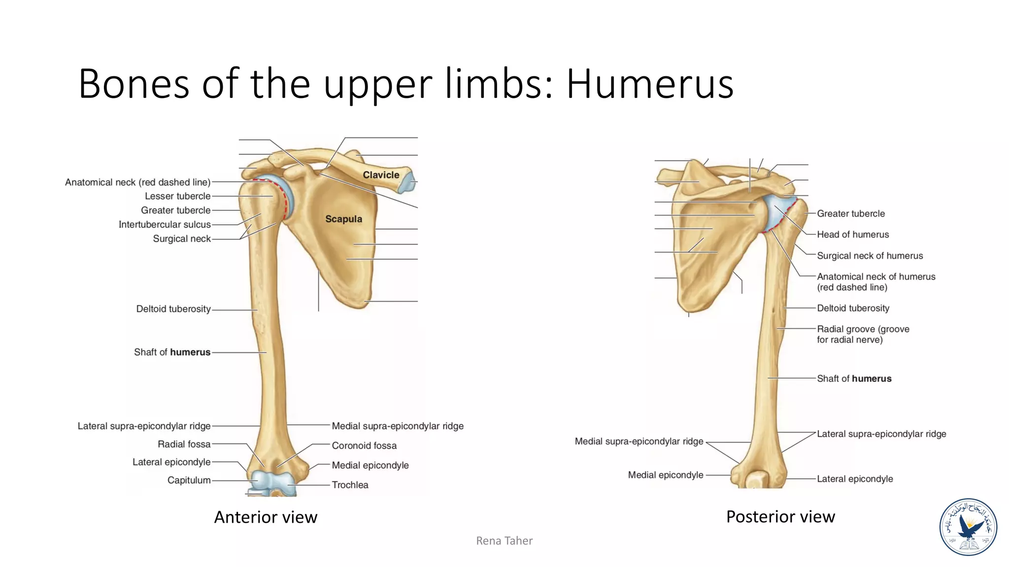 Lecture 1-Modified.pdf