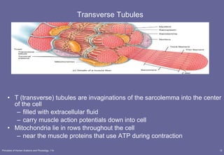 Lecture 1 muscle tissue | PPT