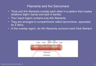 Lecture 1 muscle tissue | PPT