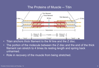 Lecture 1 muscle tissue | PPT