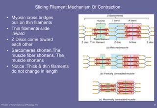 Lecture 1 muscle tissue | PPT
