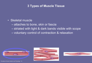 Lecture 1 muscle tissue | PPT