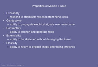 Lecture 1 muscle tissue | PPT