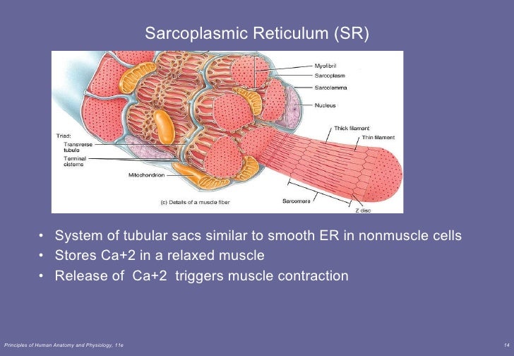 Lecture 1 muscle tissue