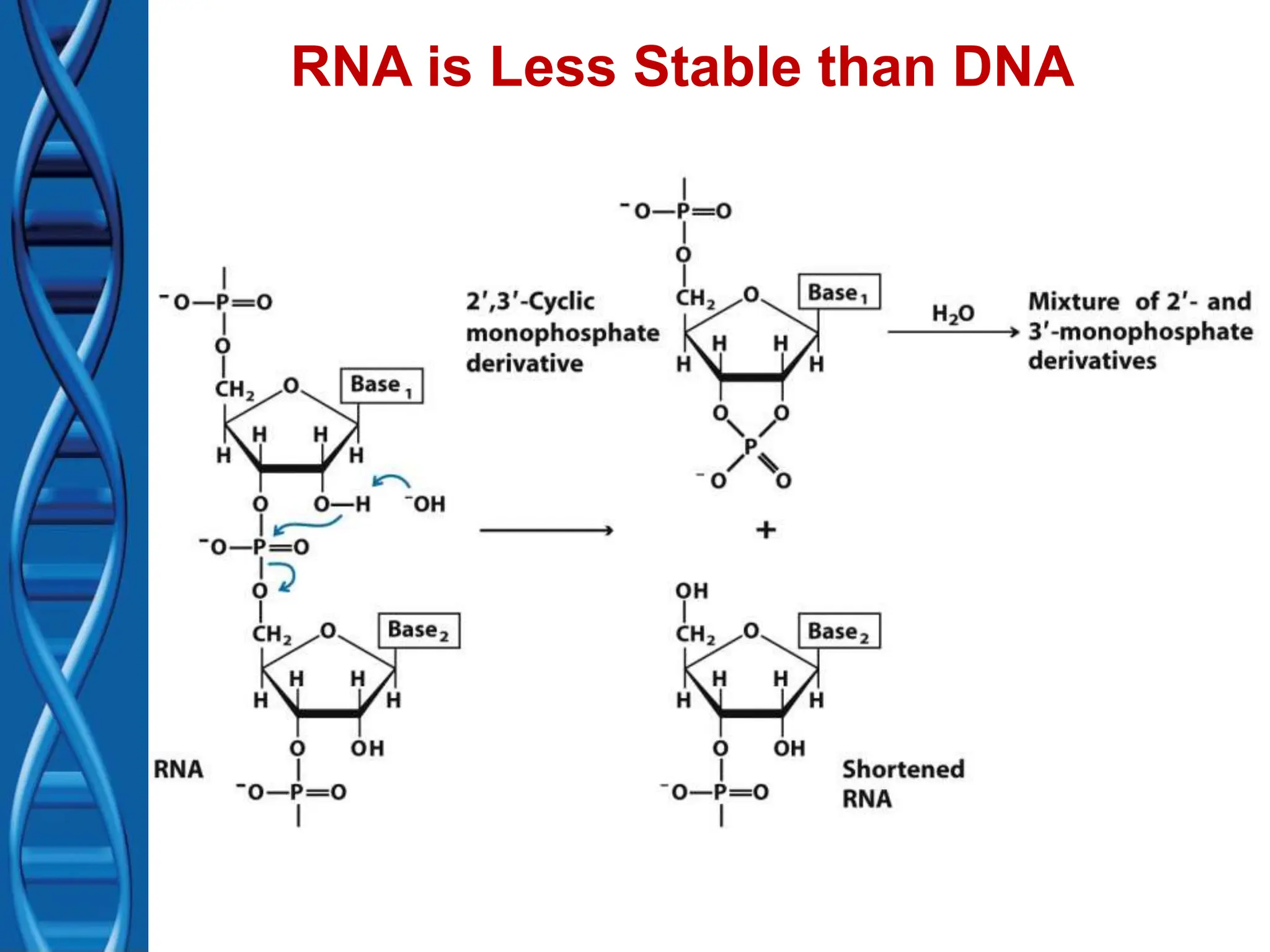 Nucleic Acid Biology for Beginners basics of DNA CEntral dogma | PPT