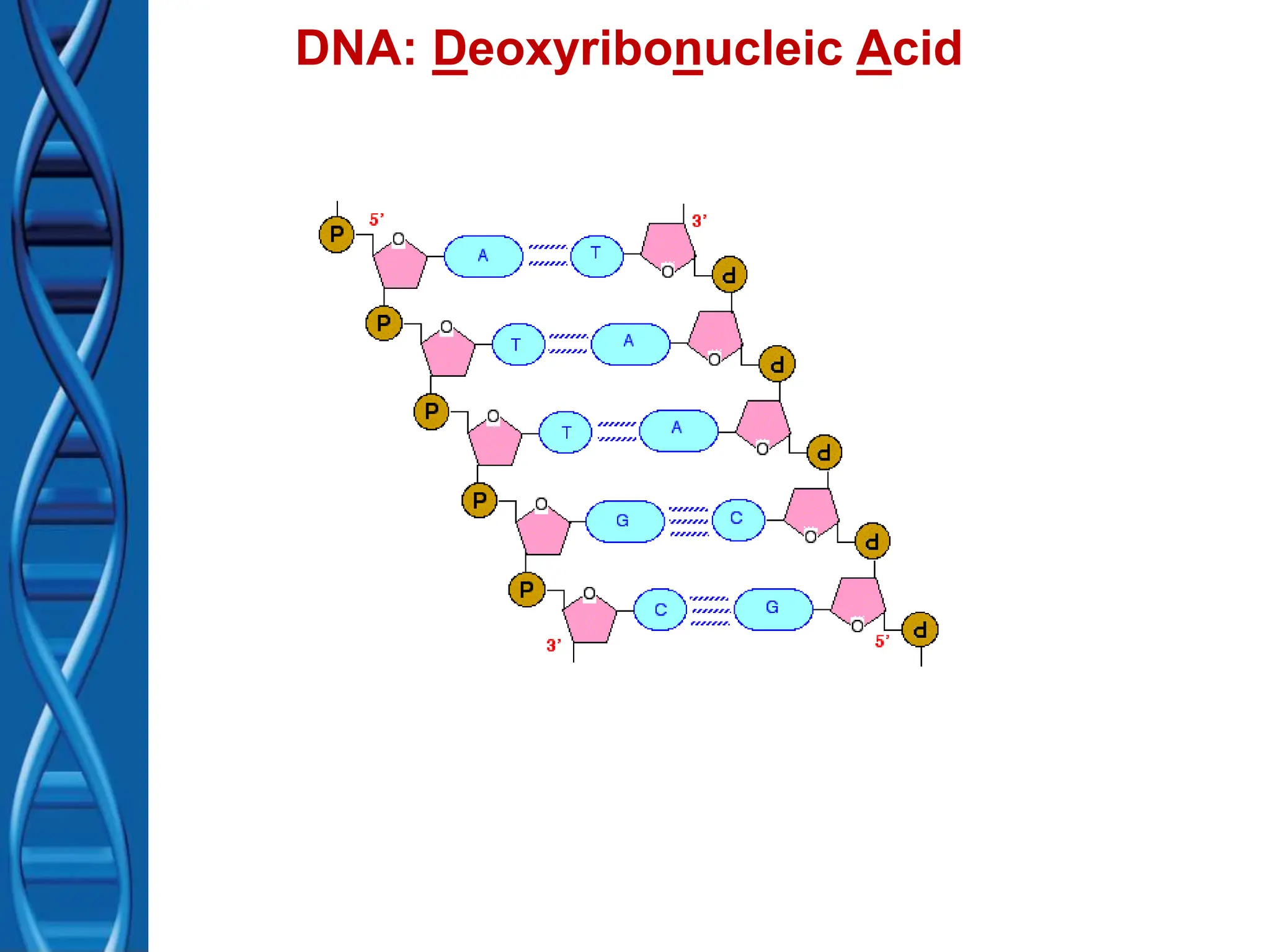 Nucleic Acid Biology for Beginners basics of DNA CEntral dogma | PPT