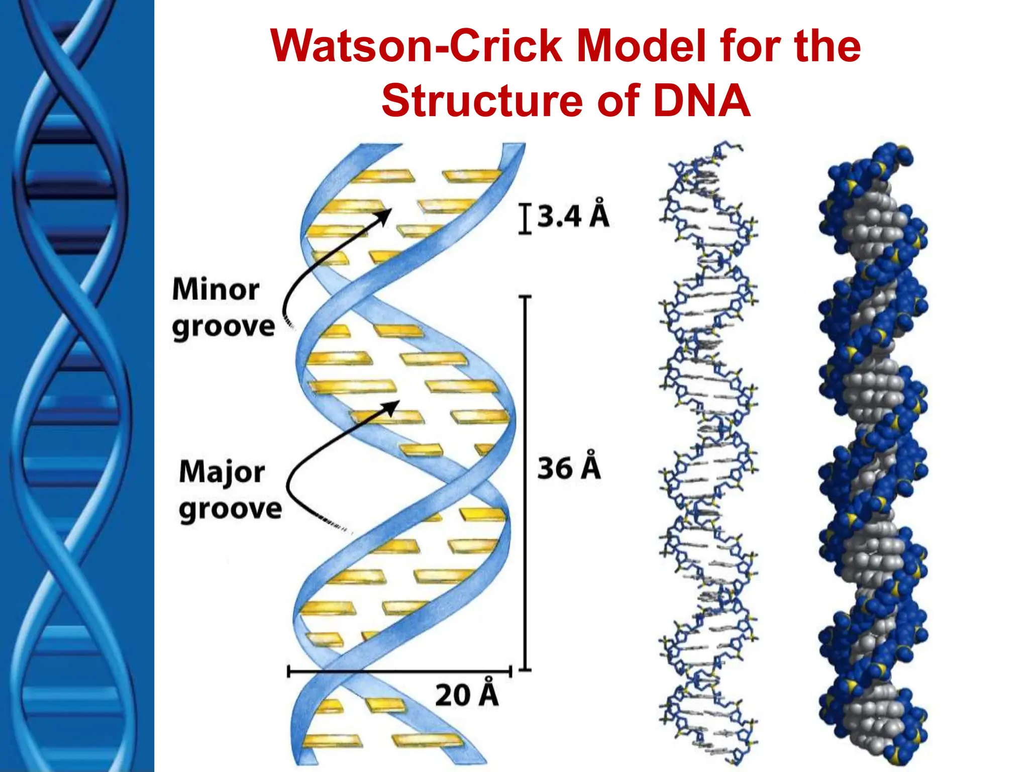 Nucleic Acid Biology for Beginners basics of DNA CEntral dogma | PPT