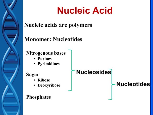 Nucleic Acid Biology for Beginners basics of DNA CEntral dogma | PPT