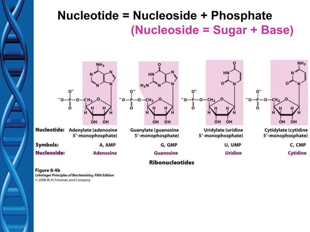 Nucleic Acid Biology for Beginners basics of DNA CEntral dogma | PPT