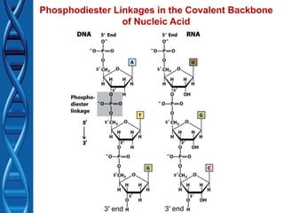 Nucleic Acid Biology for Beginners basics of DNA CEntral dogma | PPT