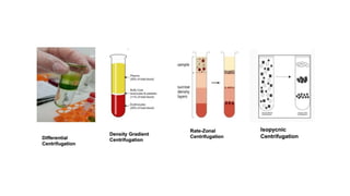 Lecture 1- Solution Preparation Centrifugation.pdf