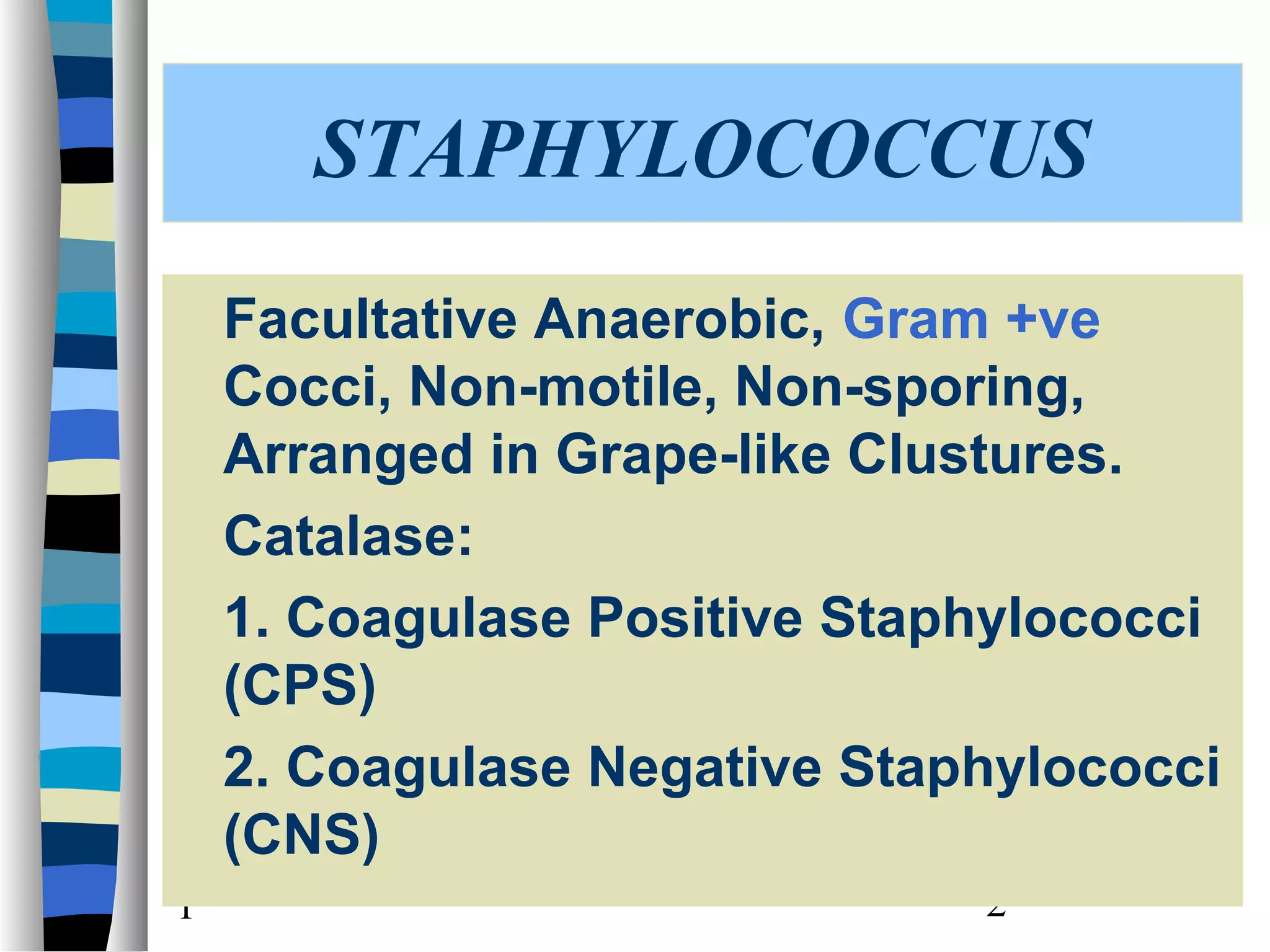 Lecture 1 Staphylococcus aureus | PPT