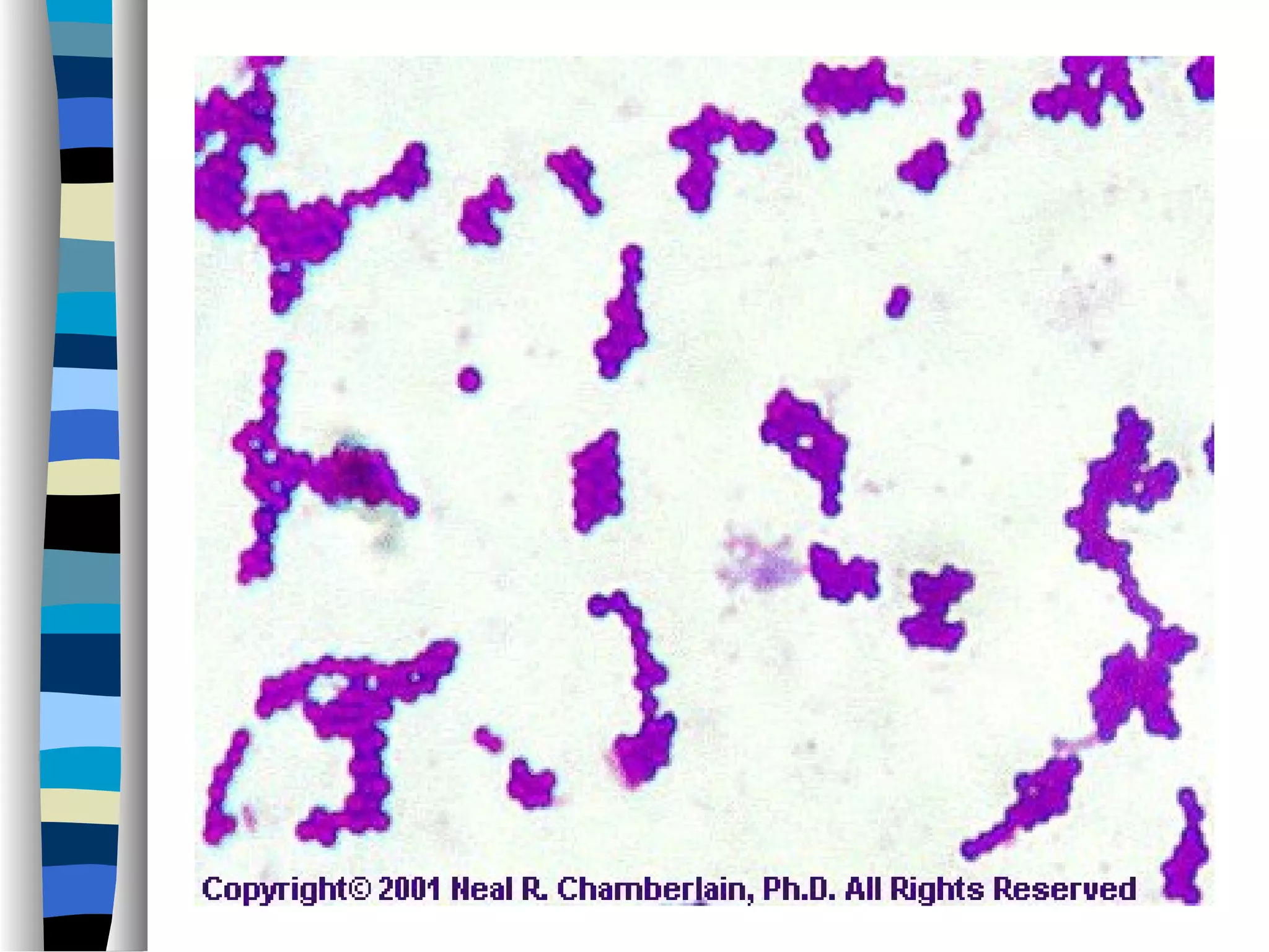 Lecture 1 Staphylococcus aureus | PPT