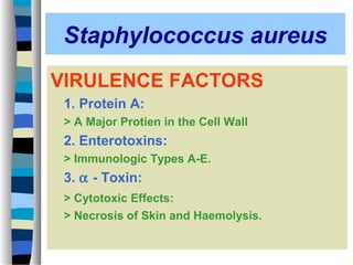 Lecture 1 Staphylococcus aureus | PPT