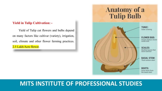 Tulip under protected structure | PPTX