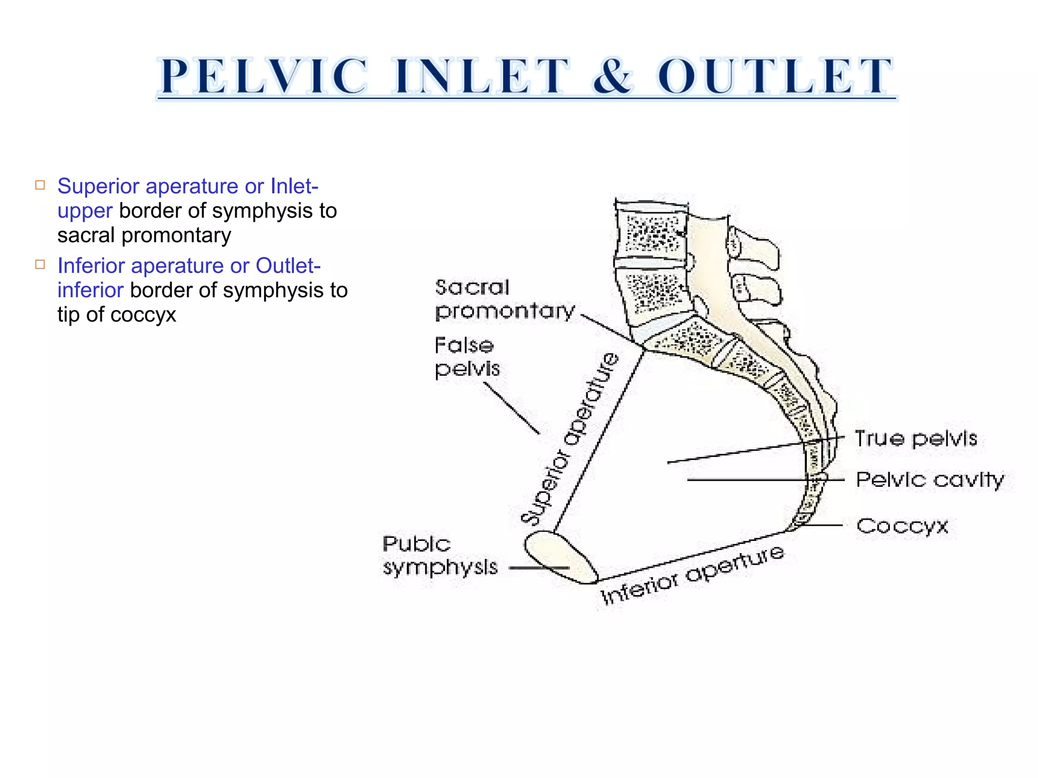 CLINICAL ANATOMY OF PELVIS | PPT