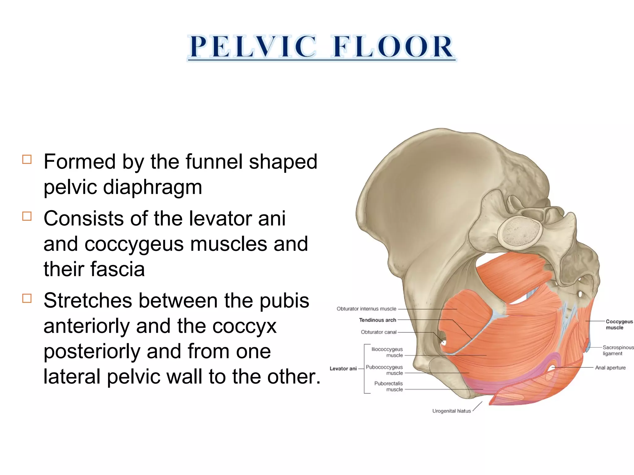 CLINICAL ANATOMY OF PELVIS | PPT
