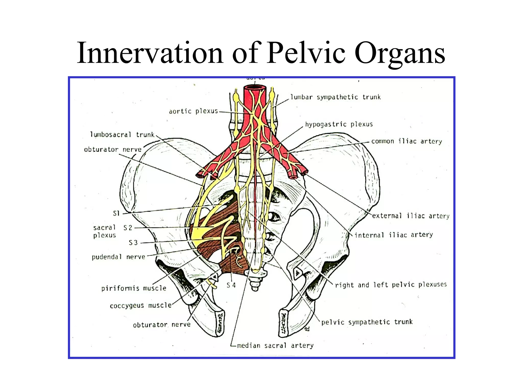 CLINICAL ANATOMY OF PELVIS | PPT