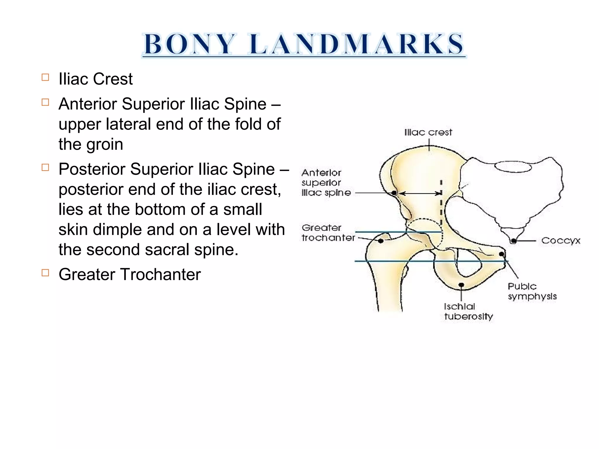 CLINICAL ANATOMY OF PELVIS | PPT