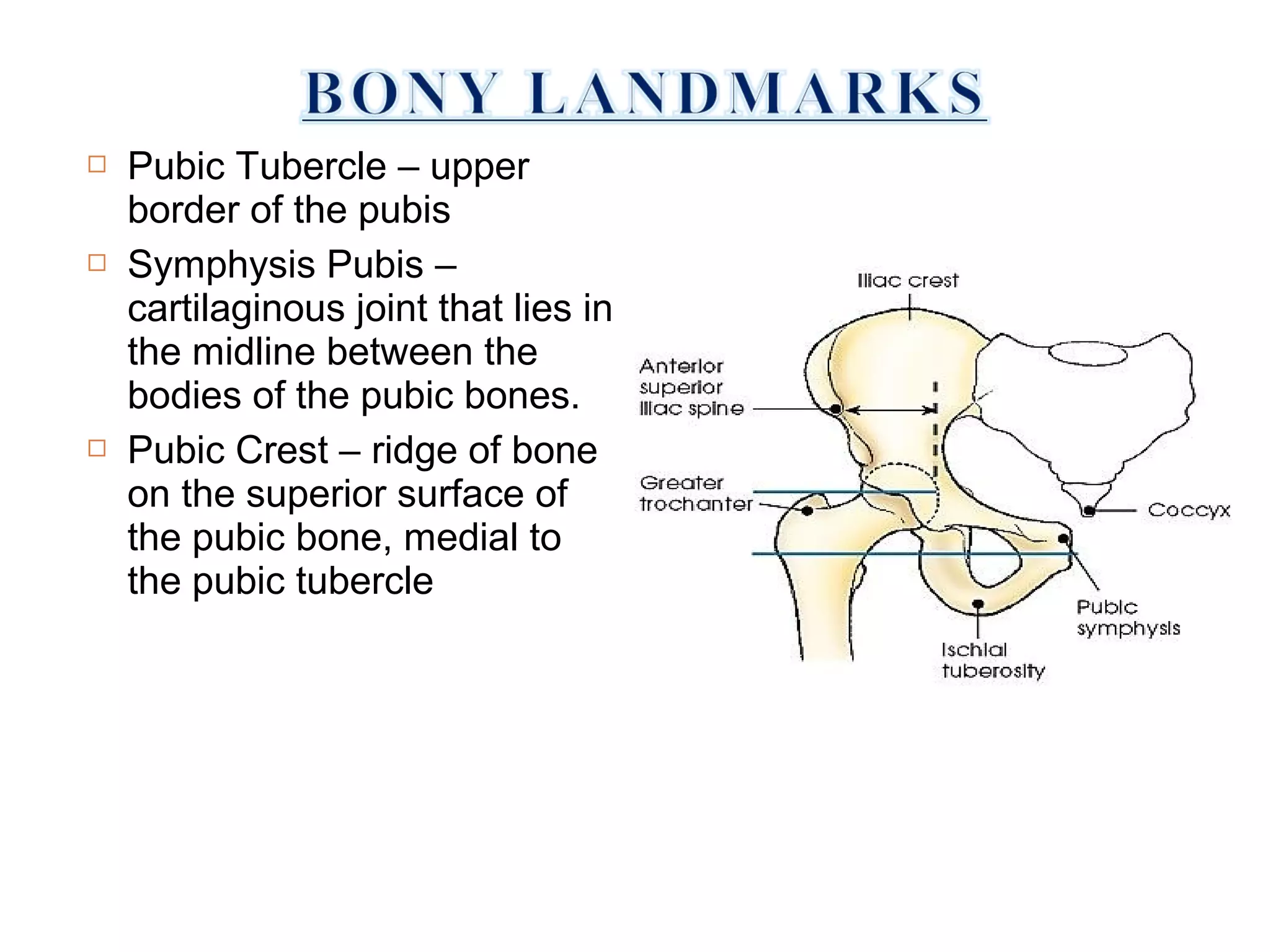 CLINICAL ANATOMY OF PELVIS | PPT