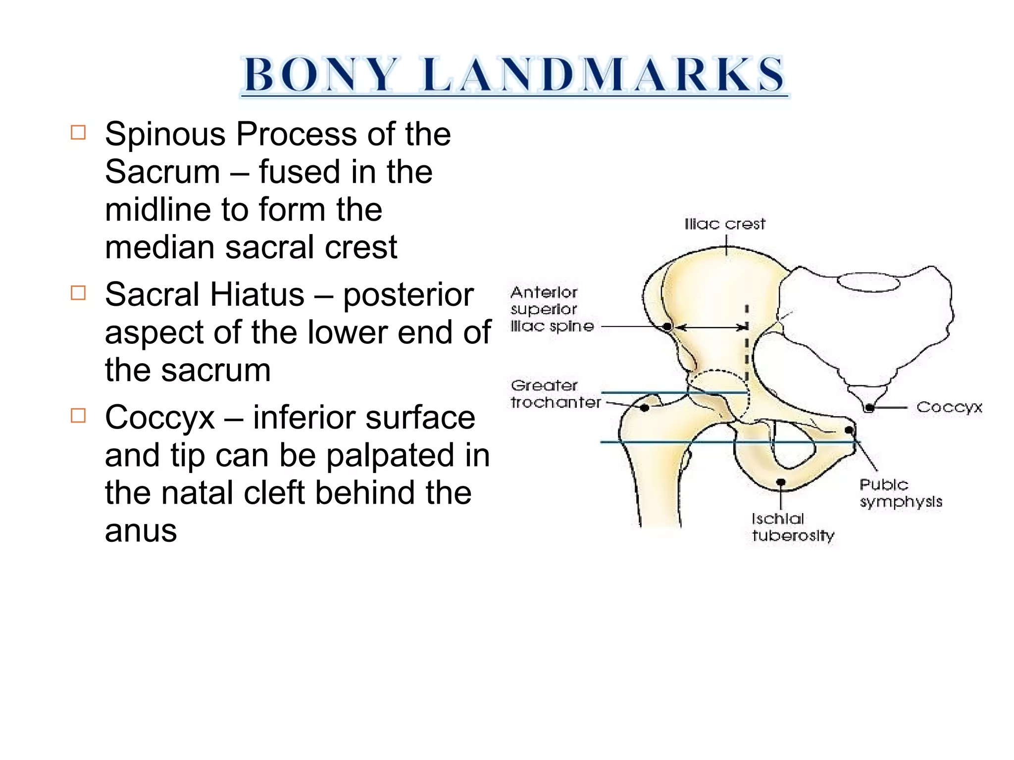 CLINICAL ANATOMY OF PELVIS | PPT